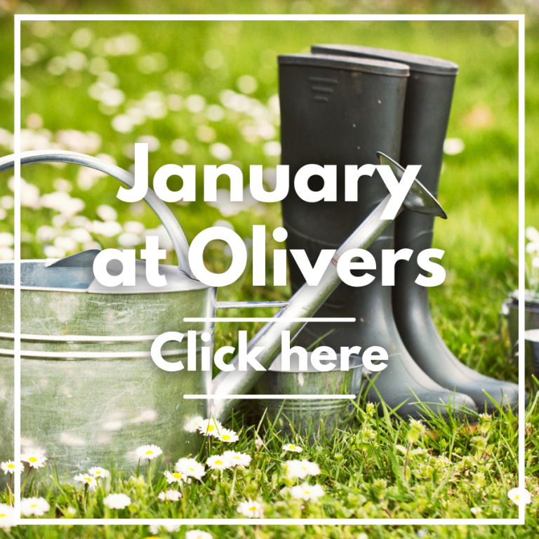 Olivers Nurseries - Garden Centre - Witham